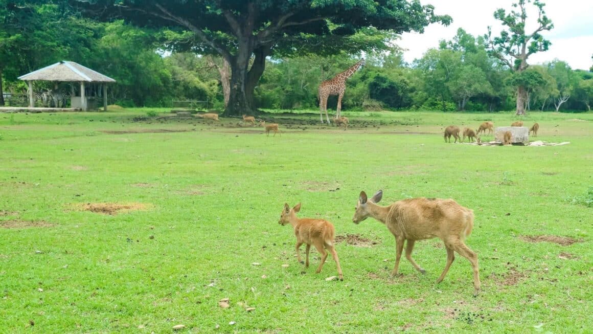 Calauit Safari Park: The Ultimate Family Adventure in Coron, Palawan ...