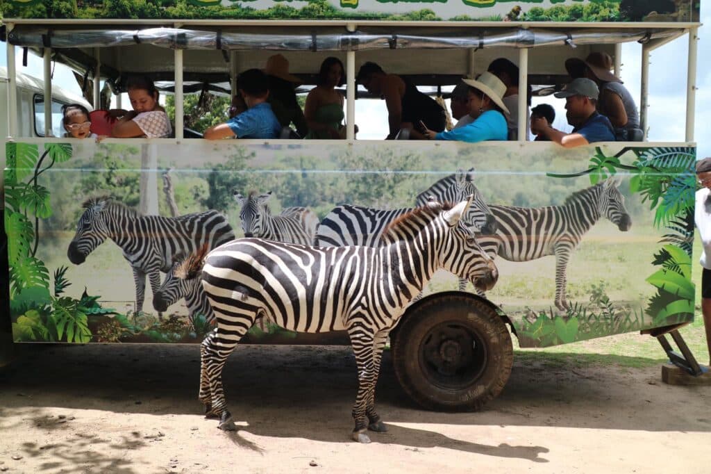 Calauit Safari Park: The Ultimate Family Adventure in Coron, Palawan ...
