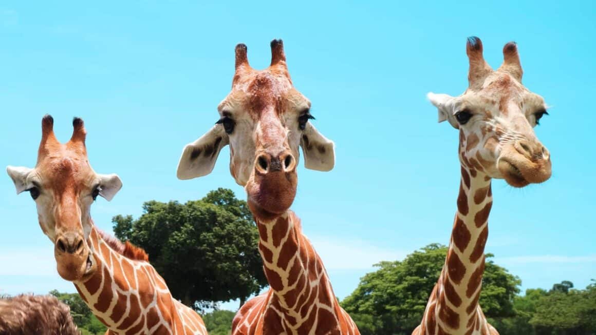 Calauit Safari Park: The Ultimate Family Adventure in Coron, Palawan ...