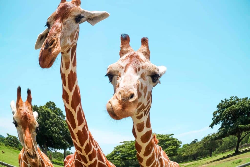 Calauit Safari Park: The Ultimate Family Adventure in Coron, Palawan ...