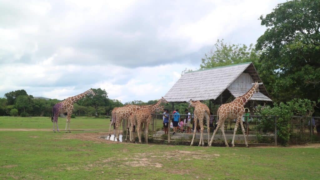 Calauit Safari Park: The Ultimate Family Adventure in Coron, Palawan ...