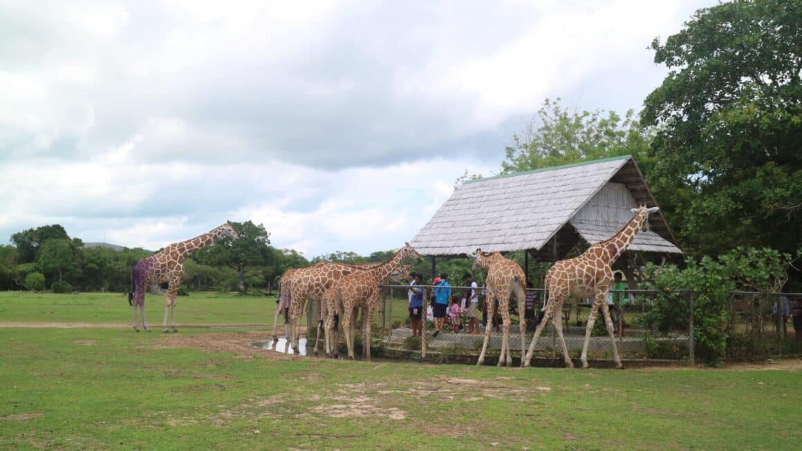 Calauit Safari Park: The Ultimate Family Adventure in Coron, Palawan ...