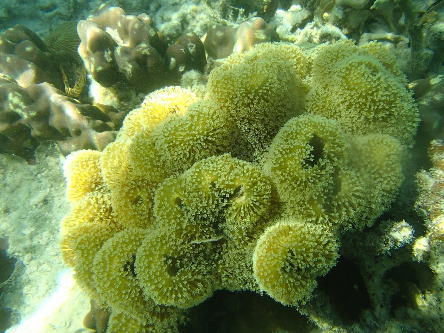 Skeleton Ship Wreck in Coron, Palawan: An Underwater Adventure of a ...