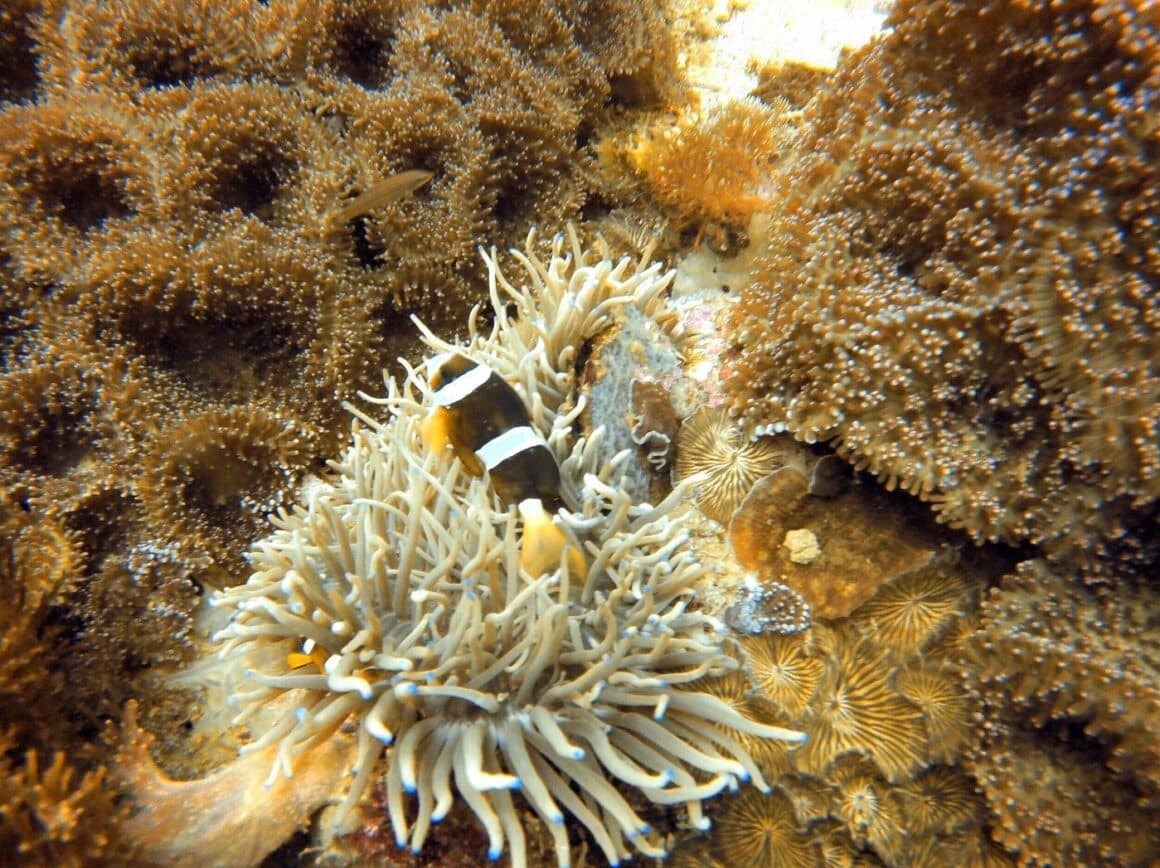 Skeleton Ship Wreck in Coron, Palawan: An Underwater Adventure of a ...