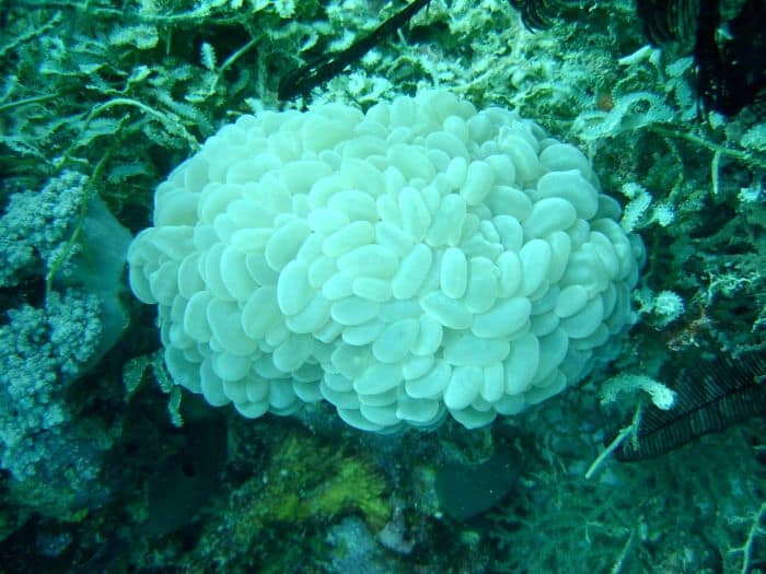 Travel Tour Packages to Carbin Reef, Sagay Marine Reserve - Visayas