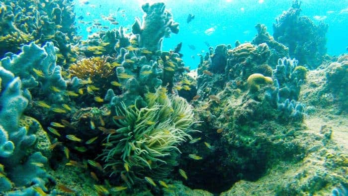 Travel Tour Packages to Carbin Reef, Sagay Marine Reserve - Visayas