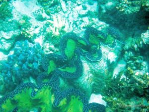 Travel Tour Packages to Carbin Reef, Sagay Marine Reserve - Visayas